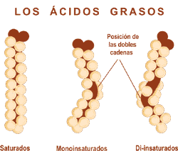 Nutrición óptima para la mente: ¿que son los ácidos grasos?